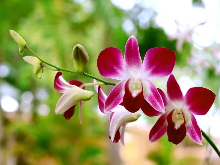 Insecticides for Orchids – A Guide to Keeping Your Orchids Pest-Free ...